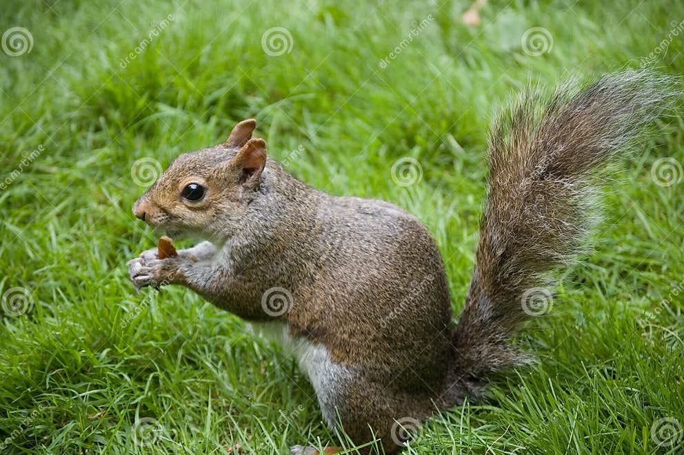Squirell stock photo. Image of animal, nature, rodent - 5993226