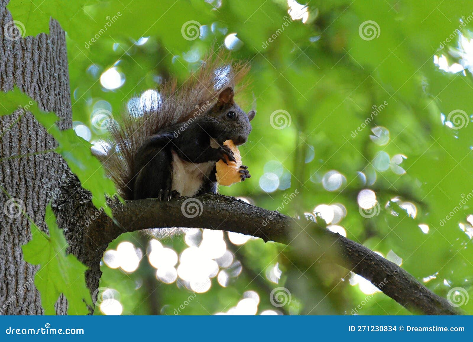 Squirell eating stock photo. Image of eating, squirell - 271230834