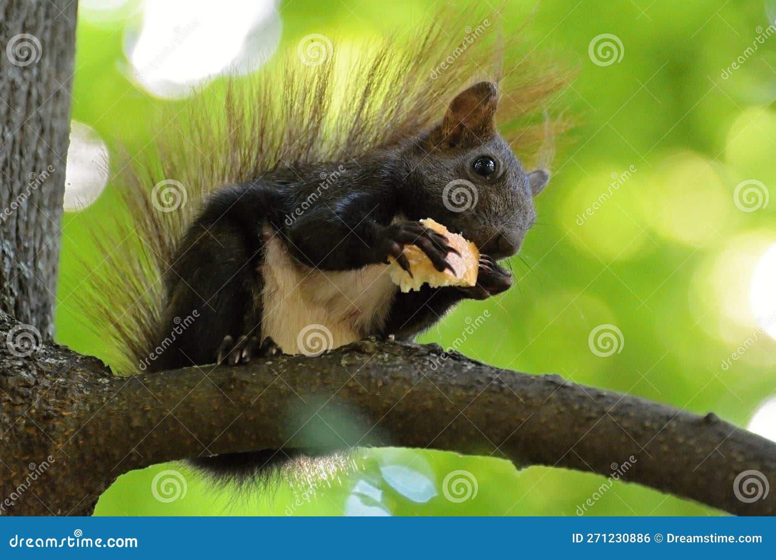 Squirell eating stock photo. Image of brown, eating - 271230886