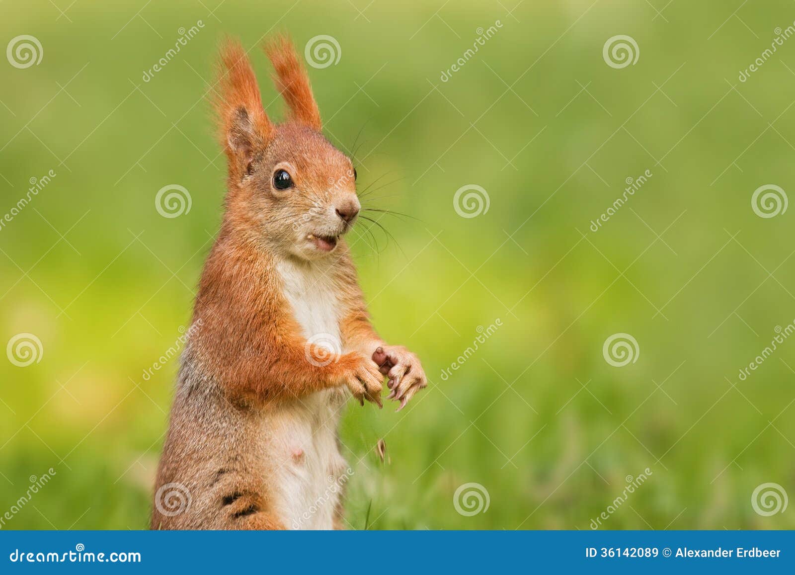 Squirell stock image. Image of park, grass, spring, young - 36142089