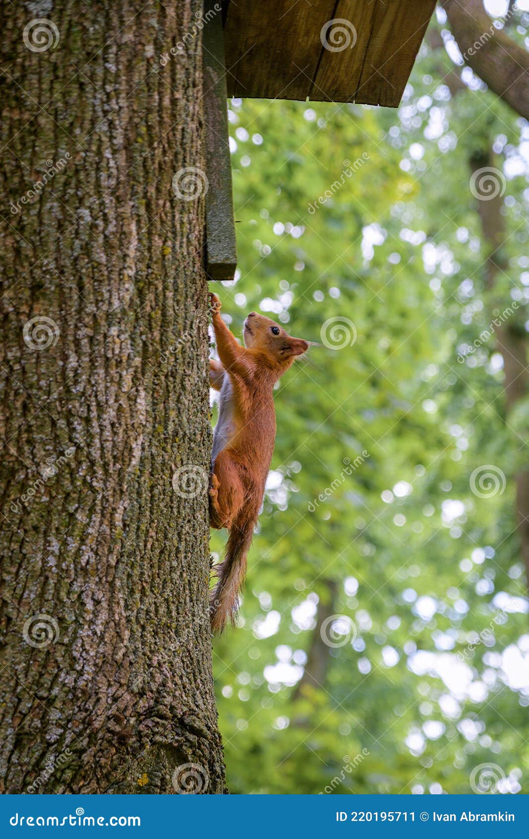 Squirell on the Tree in the Forest Stock Image - Image of squirell ...