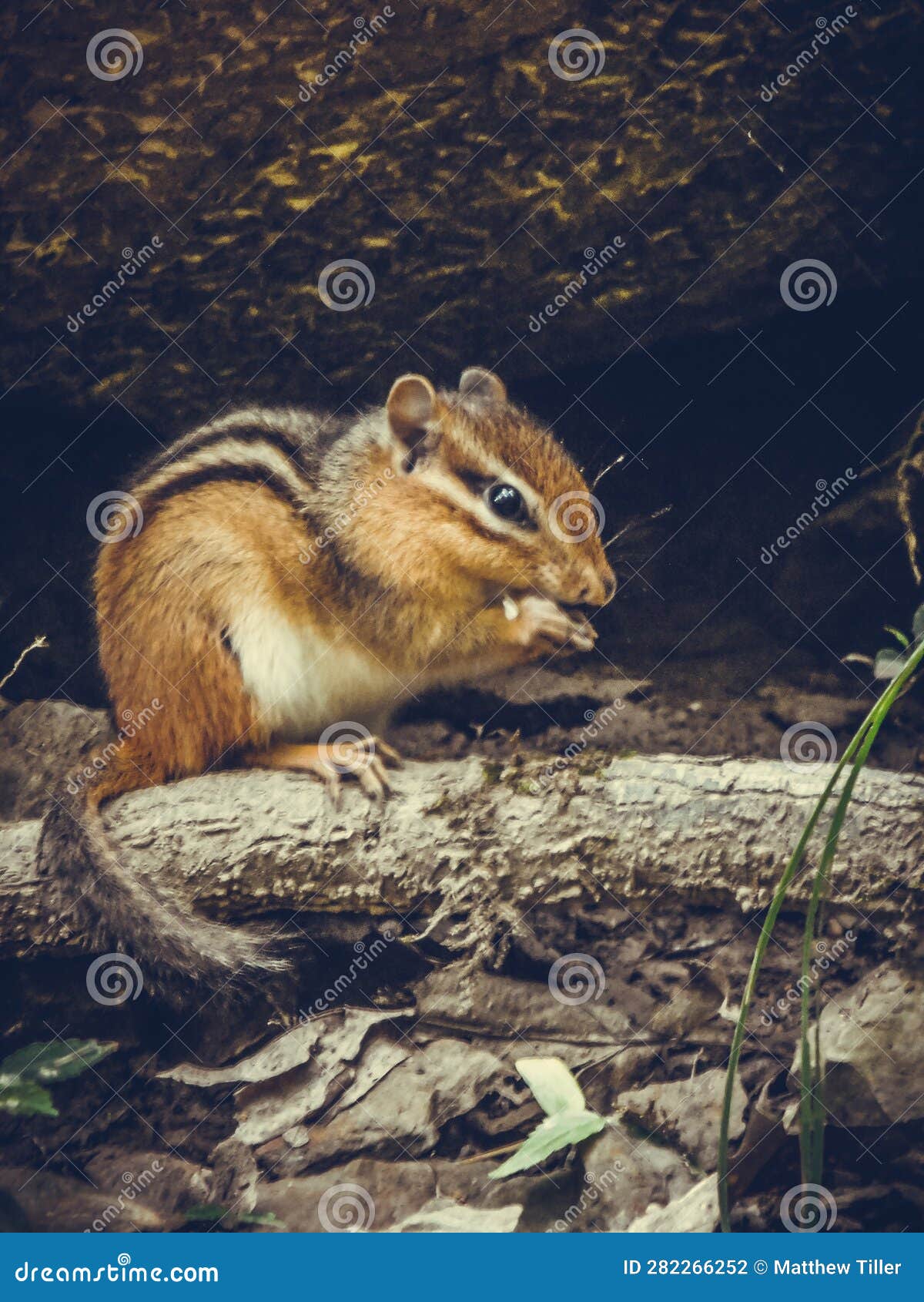 A Squirl Finds Food in a Quiet Place in the Forest. Stock Photo - Image ...