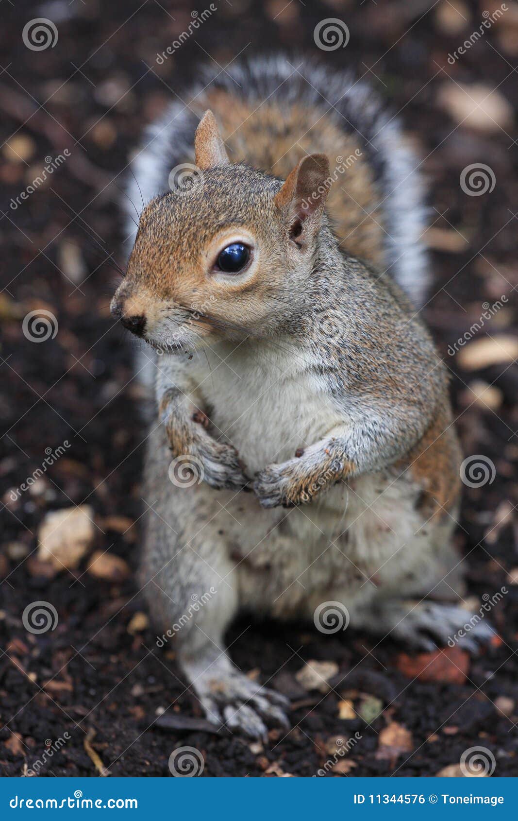 Squirrel stock photo. Image of squirrel, jump, environment - 11344576