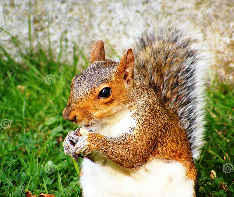 Squirrel stock photo. Image of teeth, nails, little, rodent - 11439114