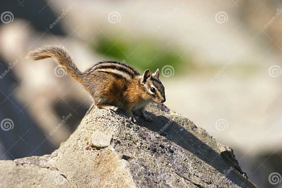 Squirrel stock image. Image of cheeks, natural, animal - 1153741