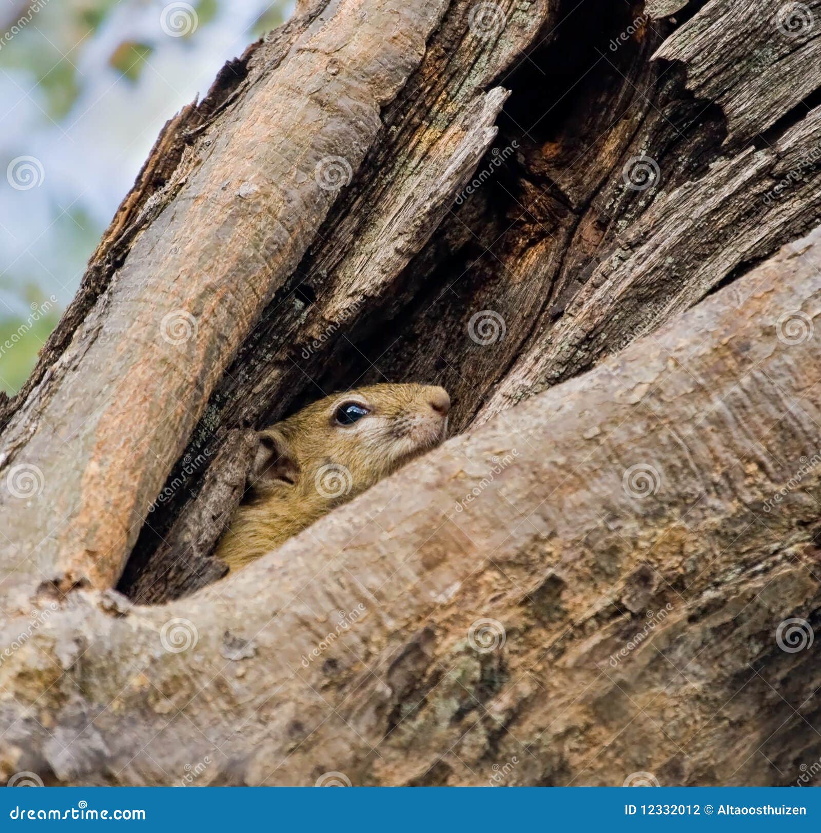 427 Squirrel Hides Stock Photos - Free & Royalty-Free Stock Photos from ...