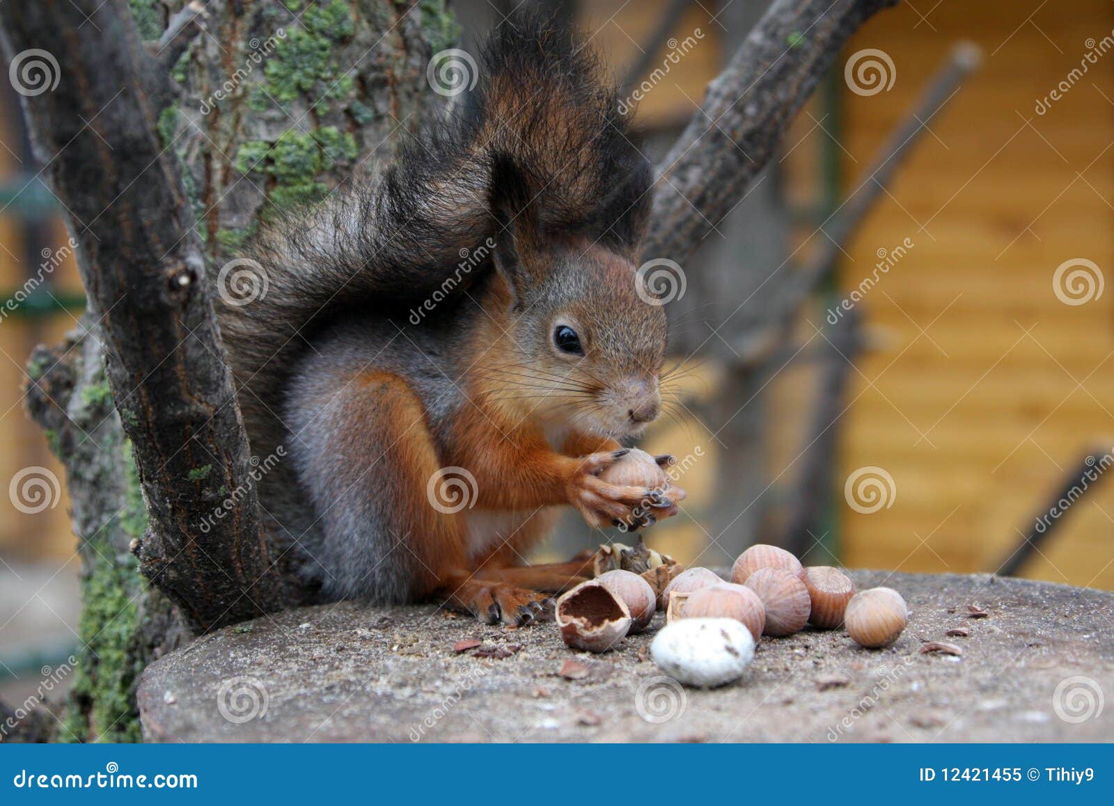 Squirrel stock image. Image of tree, filbert, teeth, animal - 12421455
