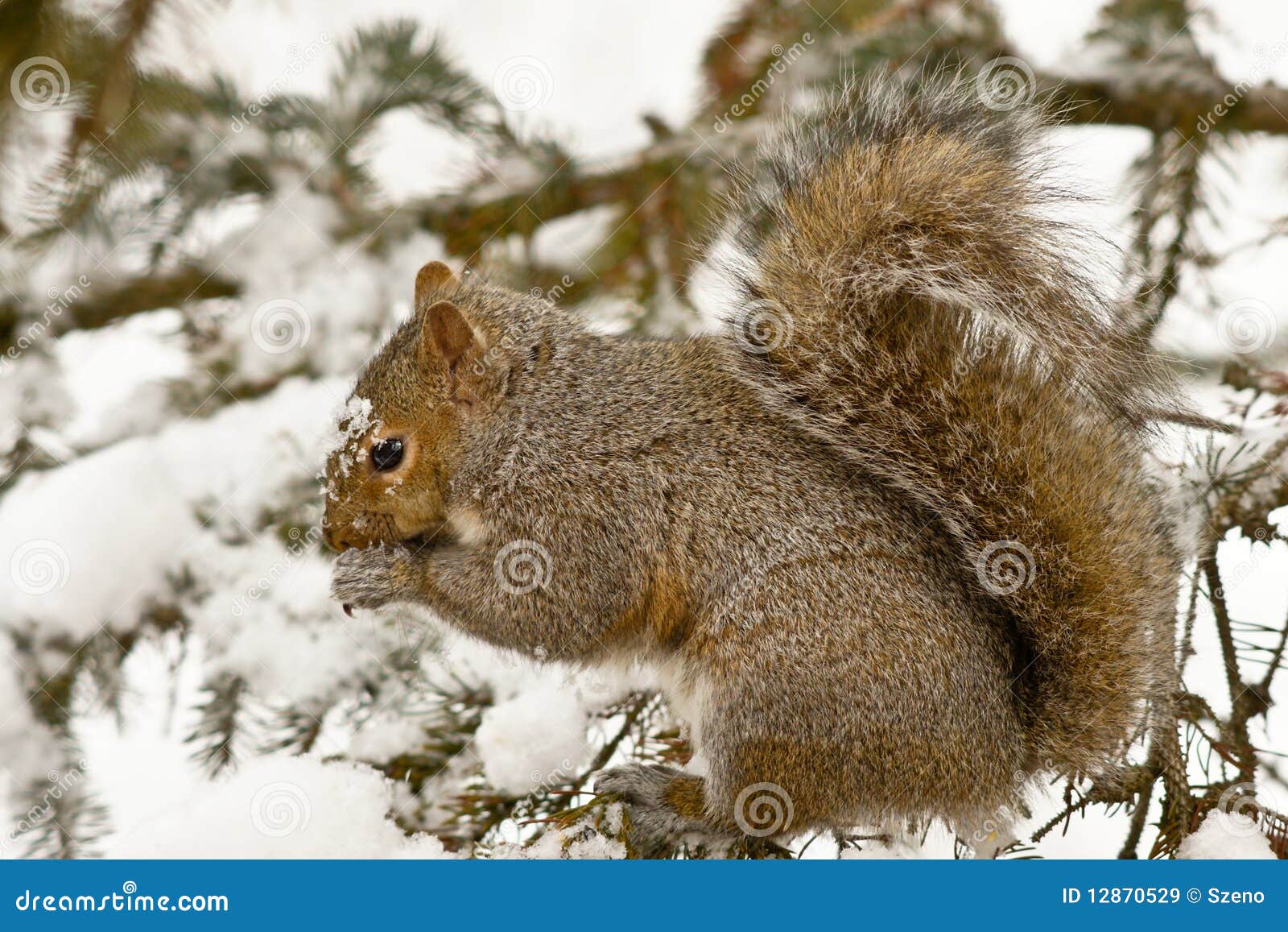 Squirrel stock image. Image of snow, tail, cold, animal - 12870529