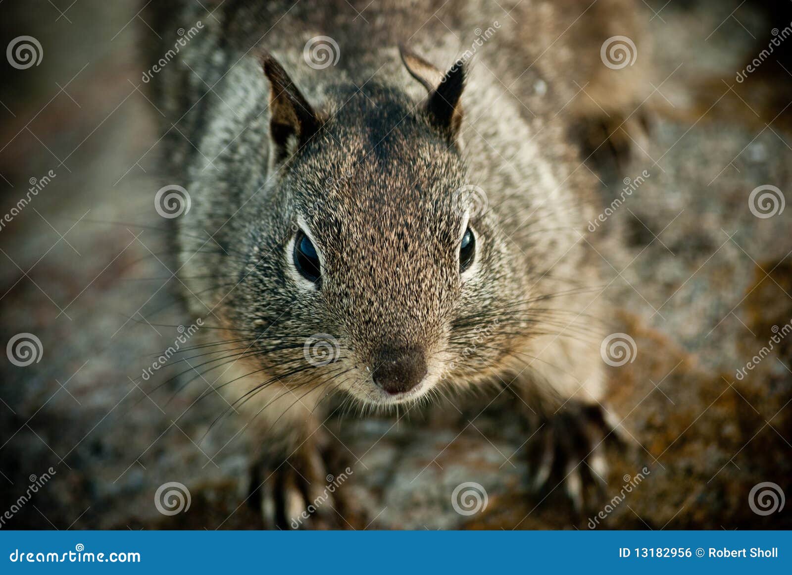 Squirrel stock photo. Image of mammal, creature, animal - 13182956