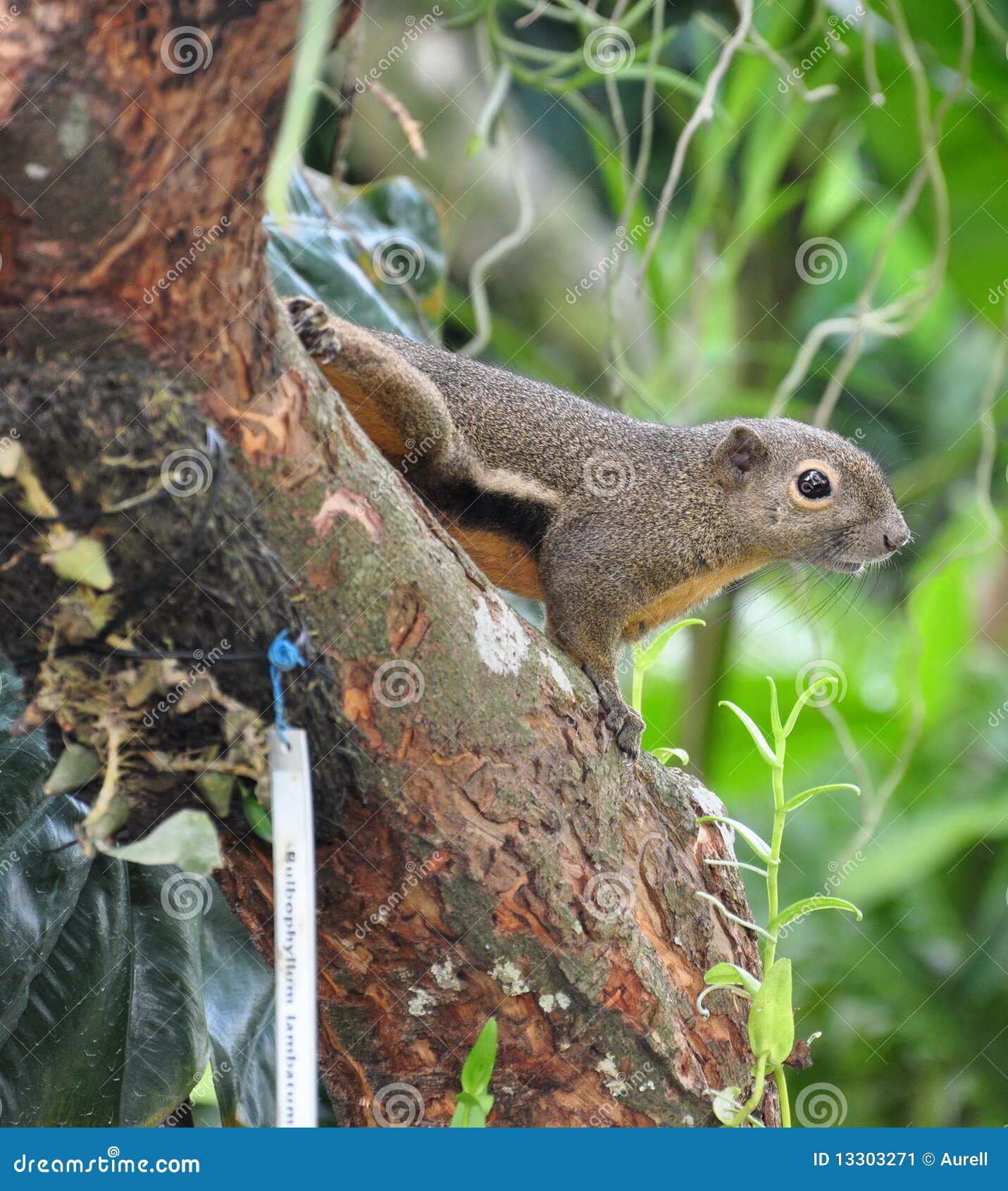 Squirrel stock image. Image of jungle, asia, alvin, forest - 13303271