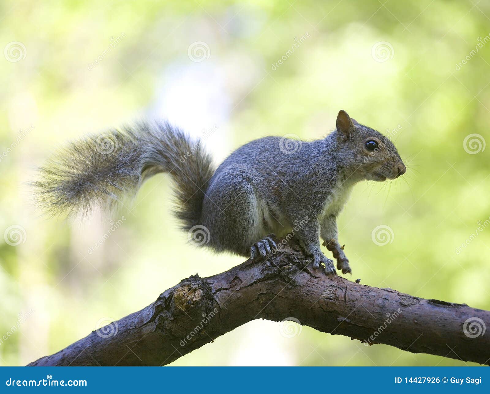 Squirrel stock photo. Image of woods, limb, mammal, squirrel - 14427926