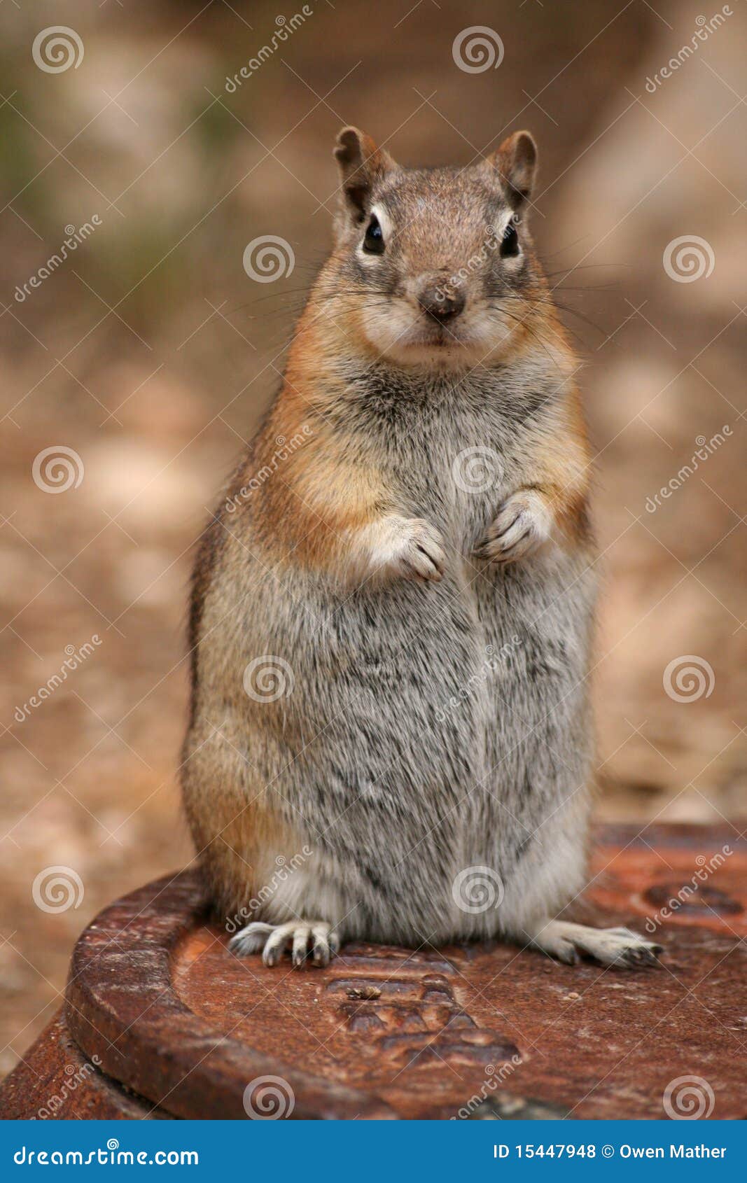 Squirrel stock photo. Image of still, creature, cautious - 15447948