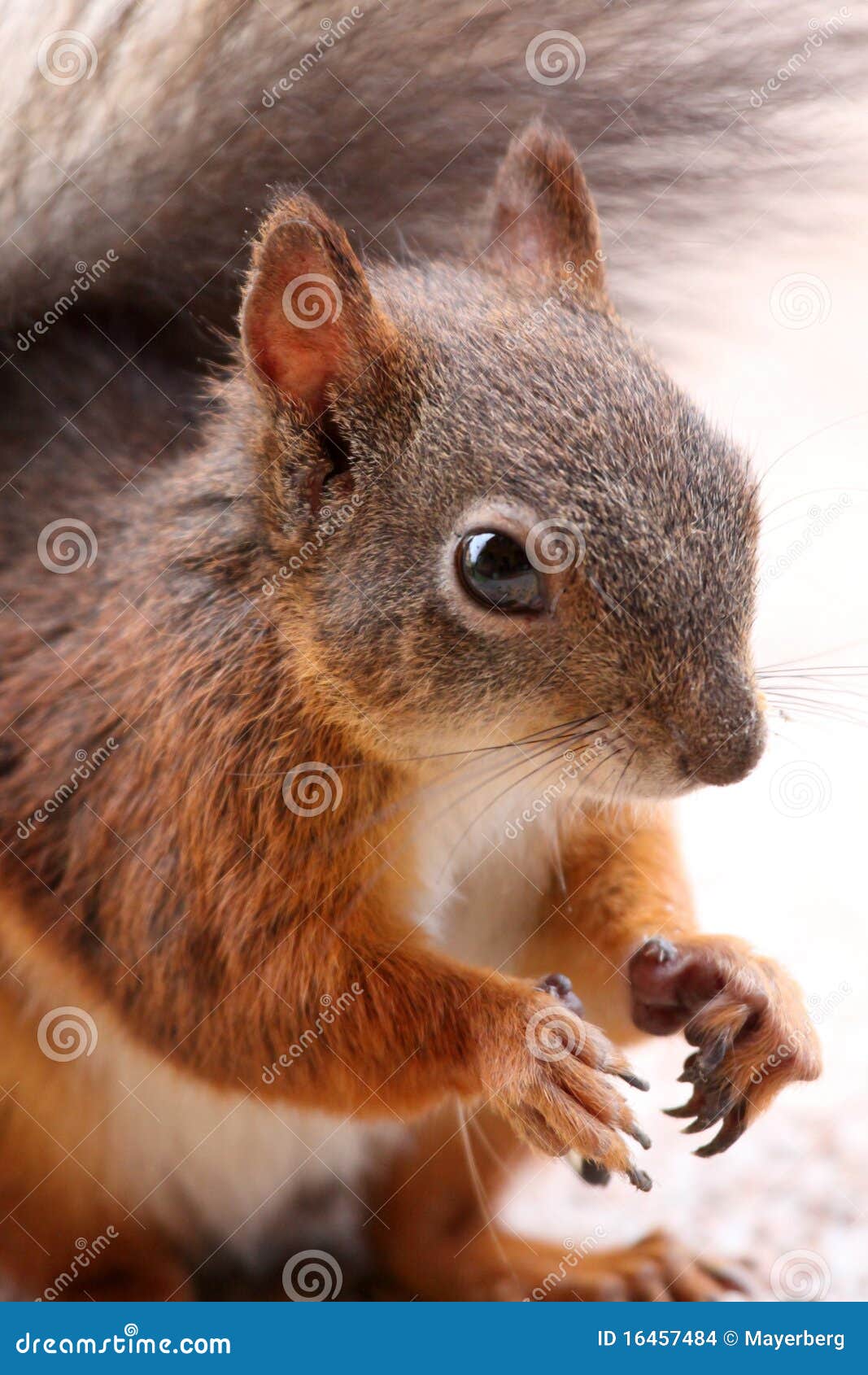 Squirrel stock photo. Image of brown, mammal, orange - 16457484