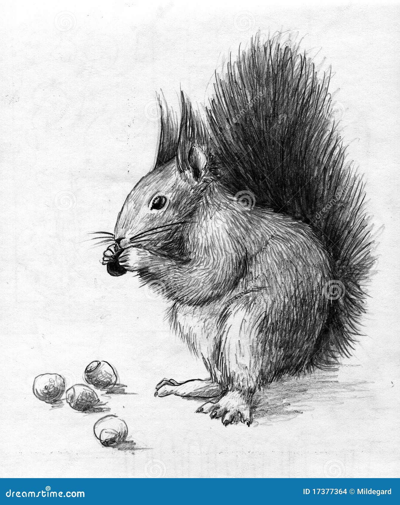 Squirrel stock illustration. Illustration of food, paper - 17377364