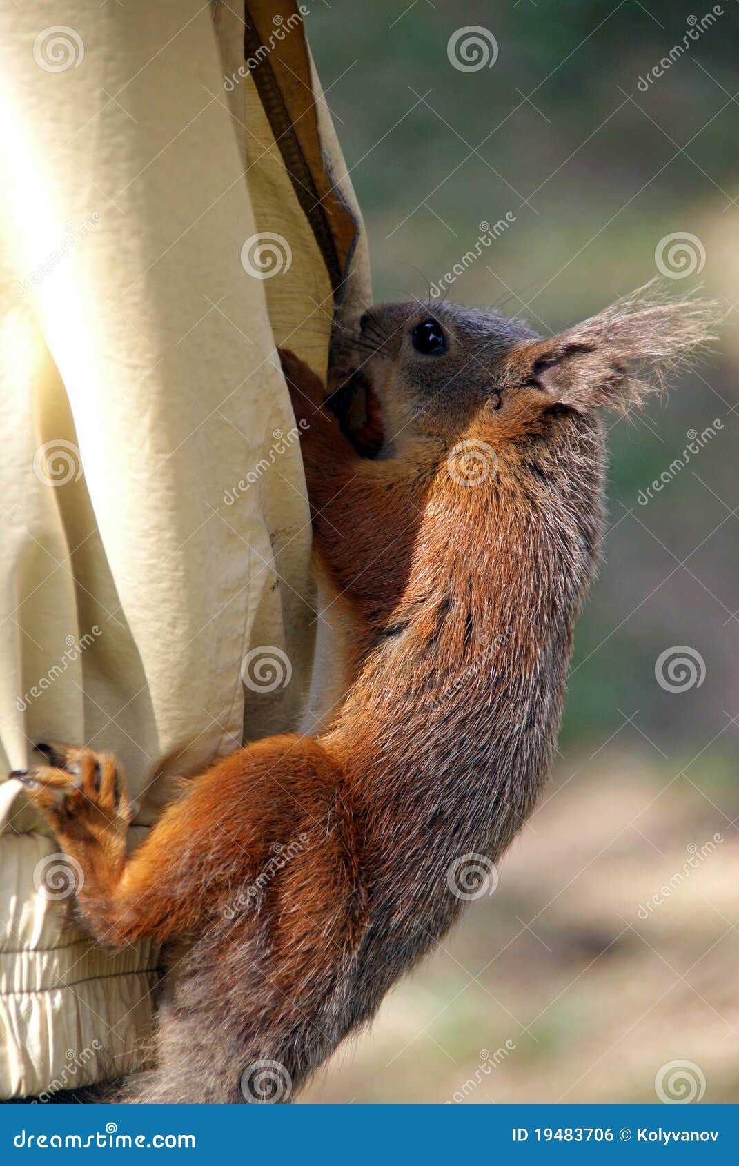 Squirrel stock photo. Image of nimble, animal, nature - 19483706