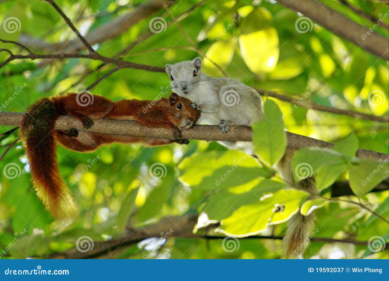 Squirrel stock image. Image of love, together, squirrel - 19592037