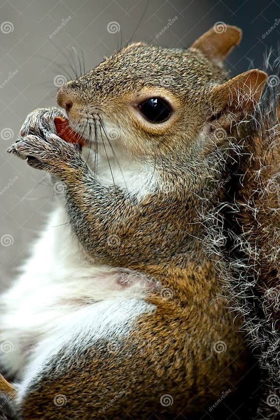 Squirrel stock photo. Image of close, ground, tree, sciuridae - 19642048