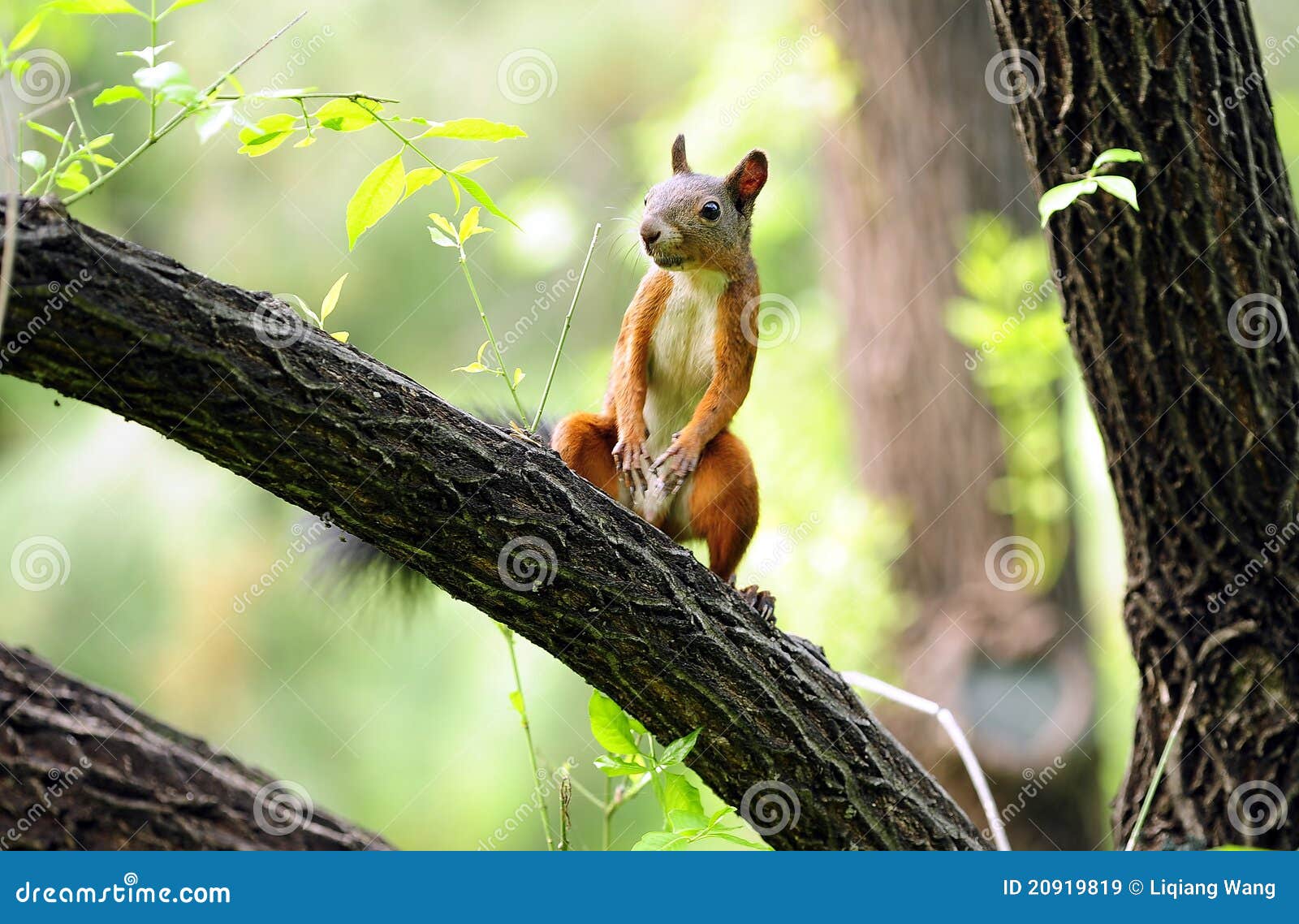 Squirrel stock image. Image of squirrel, wild, material - 20919819