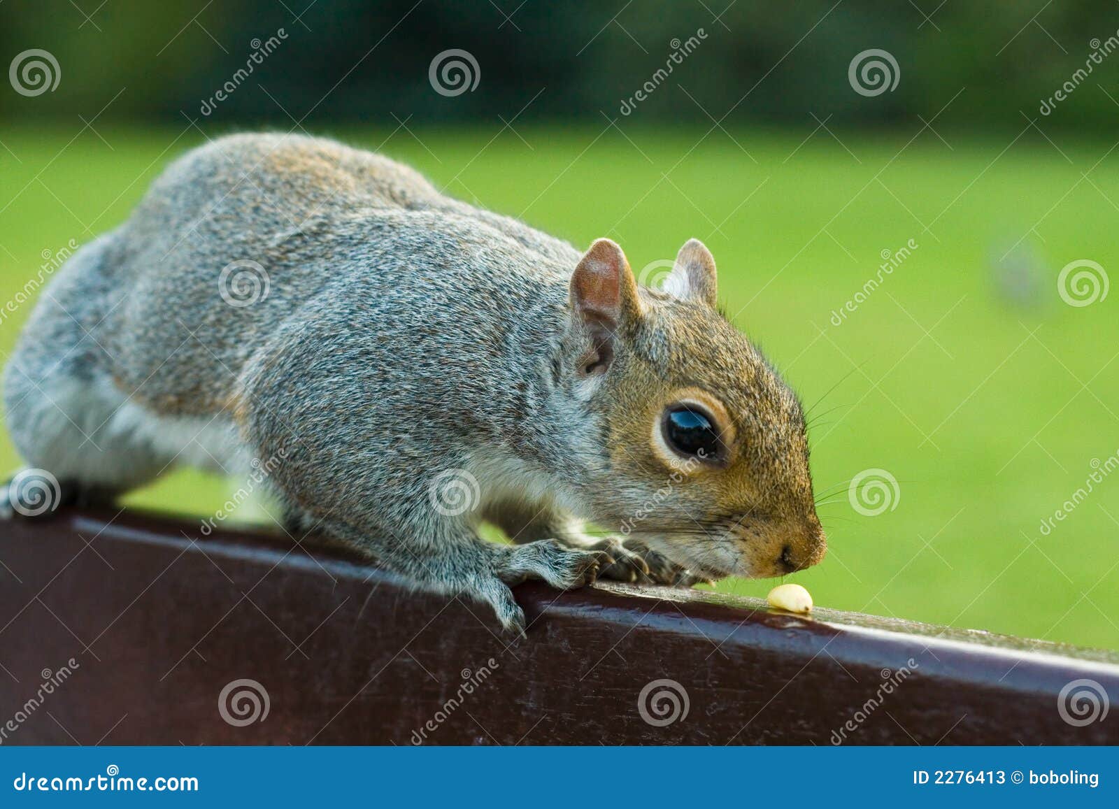 Squirrel stock image. Image of nose, outdoor, nature, examine - 2276413