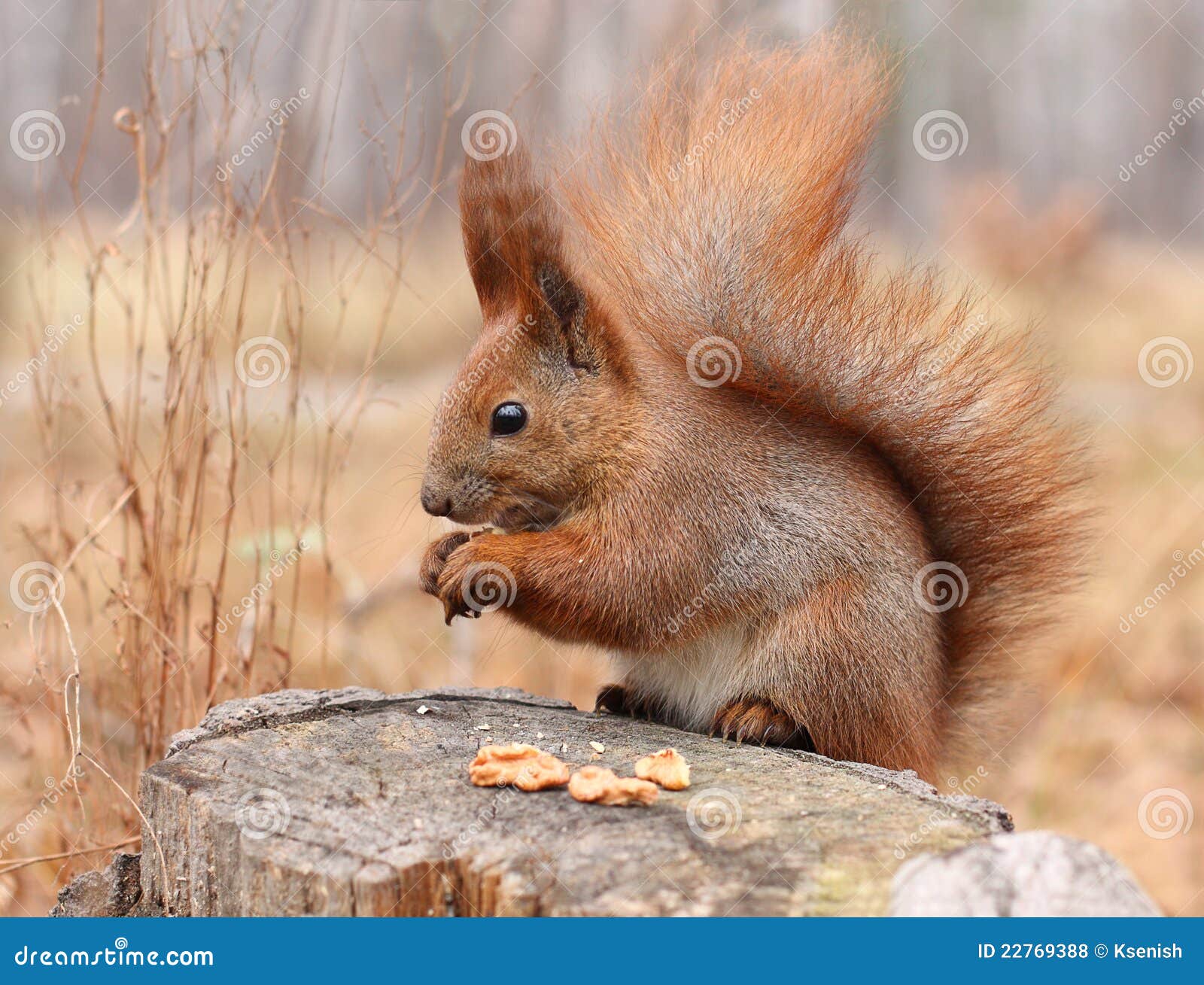 Squirrel stock photo. Image of looking, hair, animal - 22769388