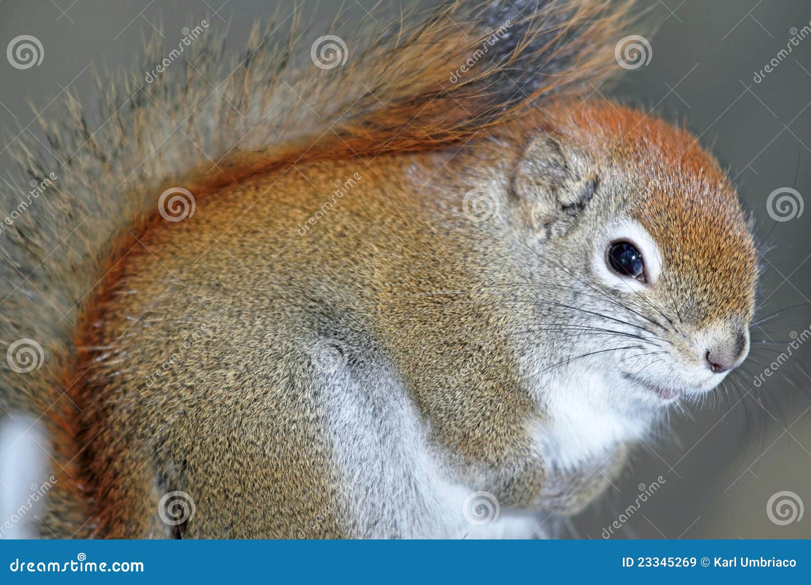 Squirrel stock image. Image of quebec, winter, rodent - 23345269