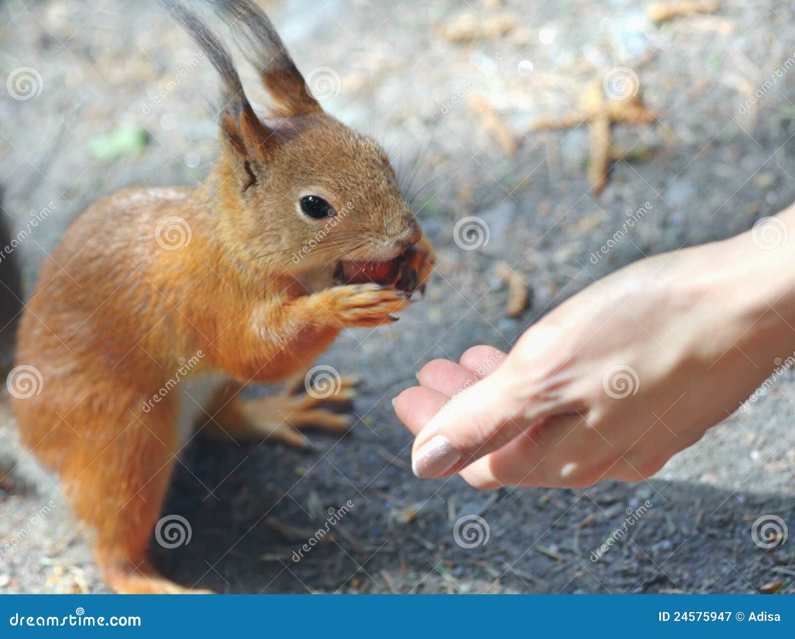 Squirrel stock image. Image of arms, hand, animal, eats - 24575947
