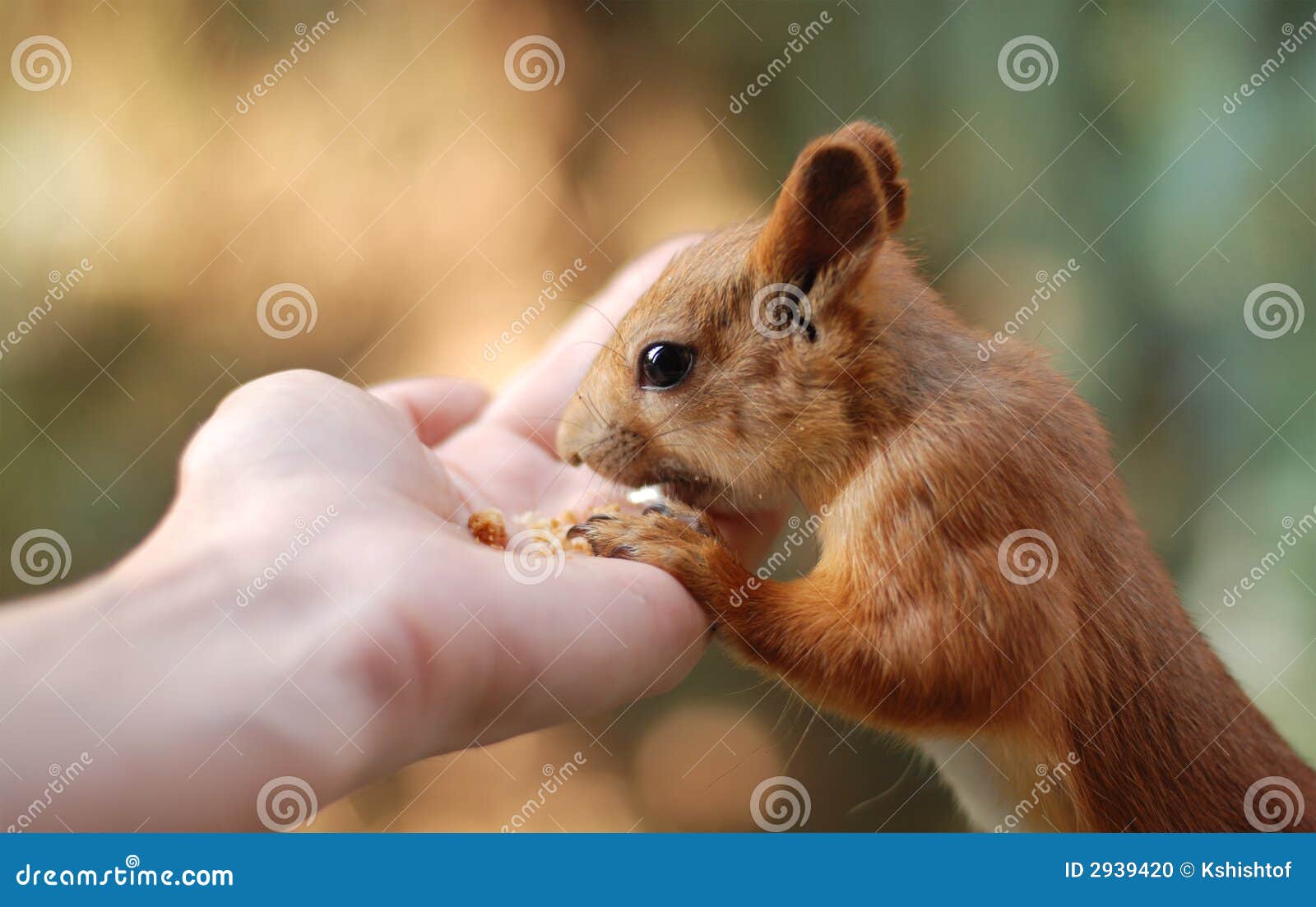 Squirrel Eating Biscuit Stock Photos - Free & Royalty-Free Stock Photos ...