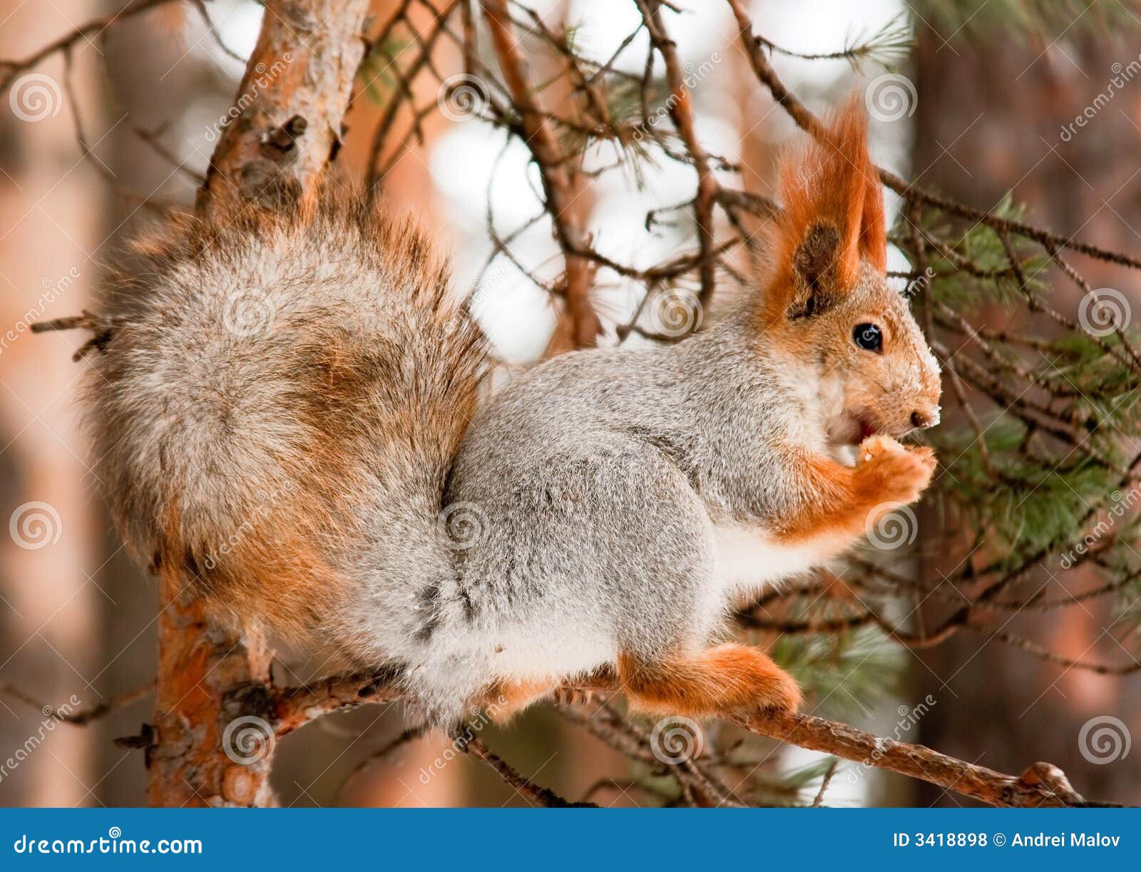 Squirrel stock photo. Image of natural, season, creature - 3418898