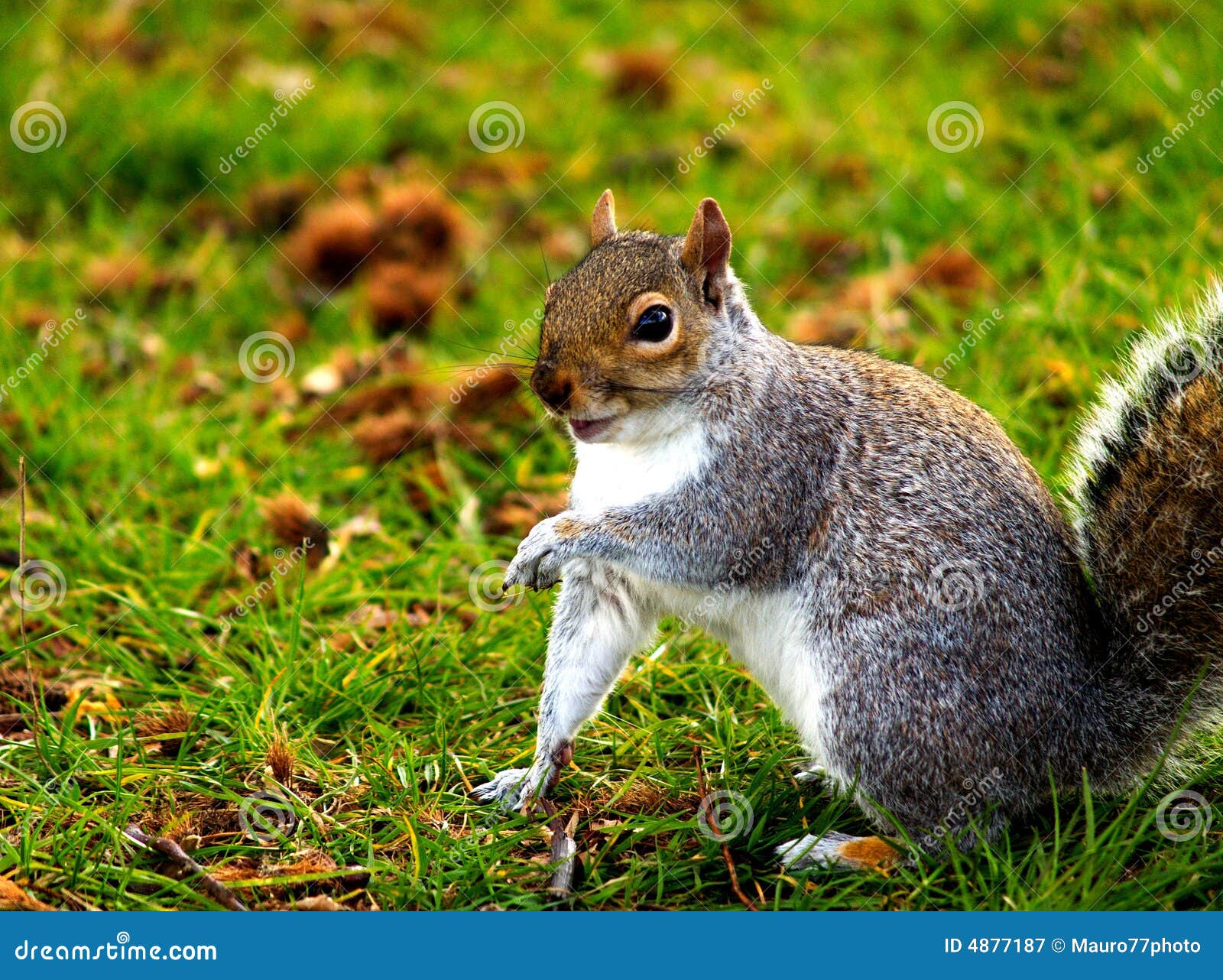 Squirrel stock image. Image of outdoors, bushy, animal - 4877187