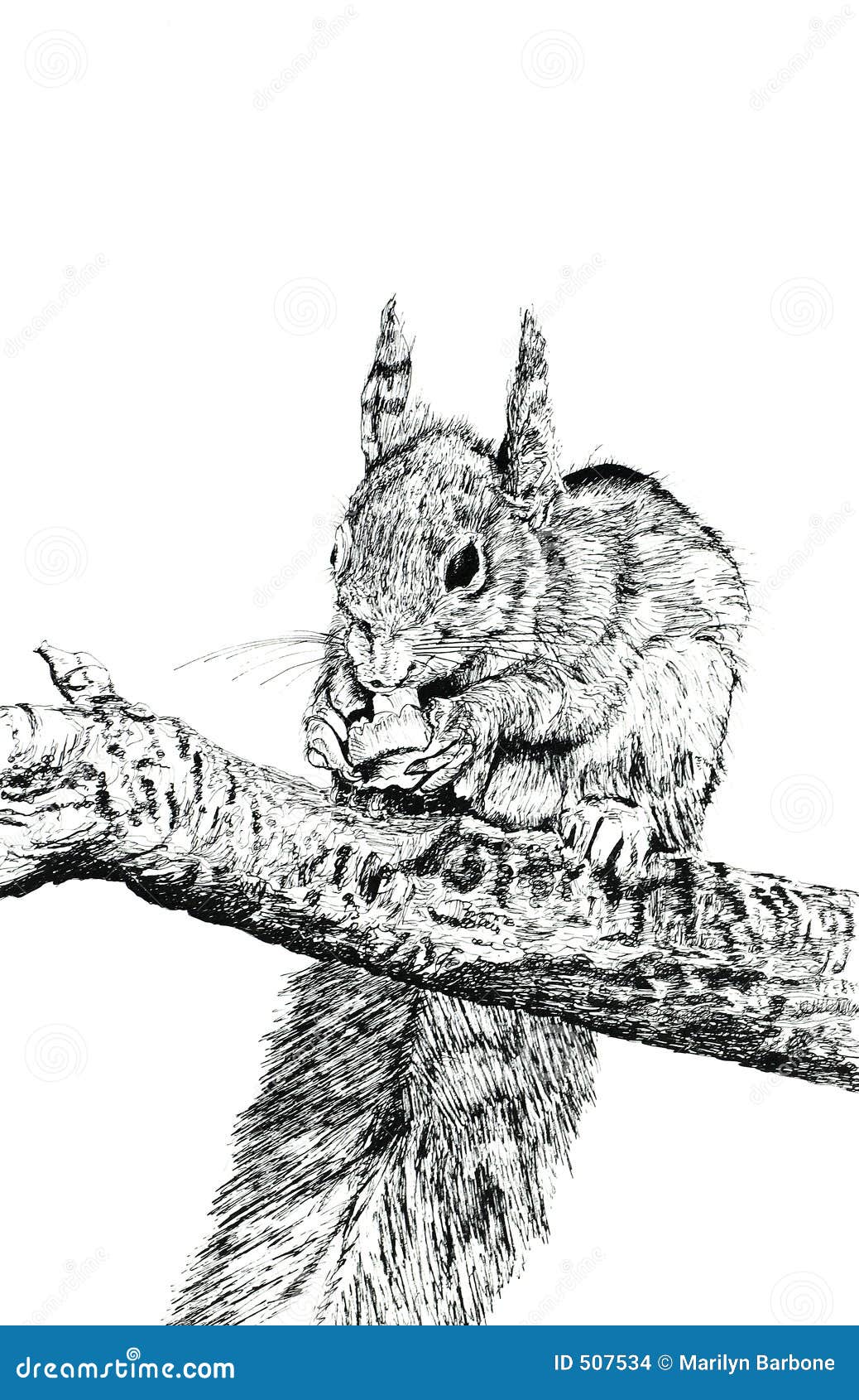 The Squirrel stock illustration. Illustration of drawn - 507534