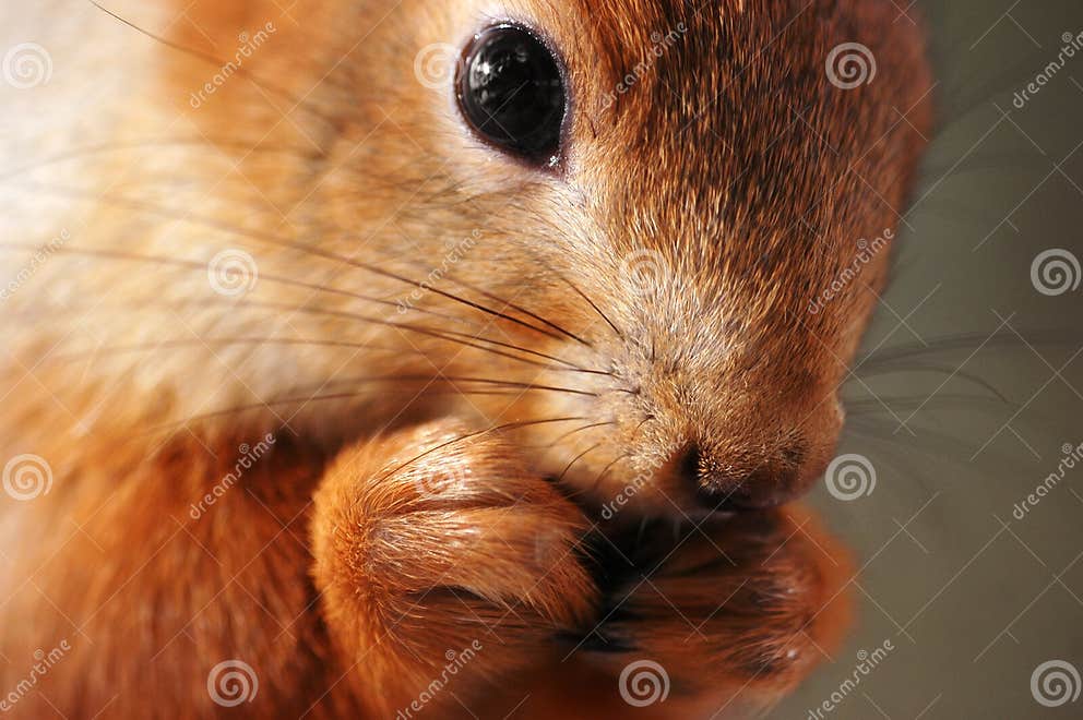Squirrel stock image. Image of fauna, ginger, rodent, wild - 5551235