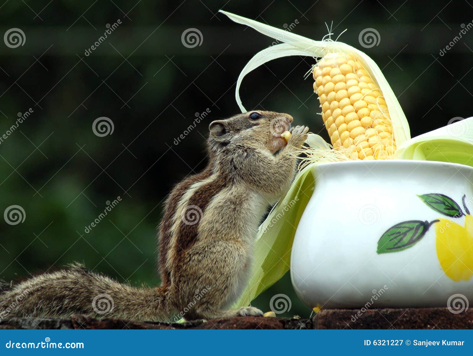 Squirrel stock image. Image of corn, sweet, colors, wildlife - 6321227