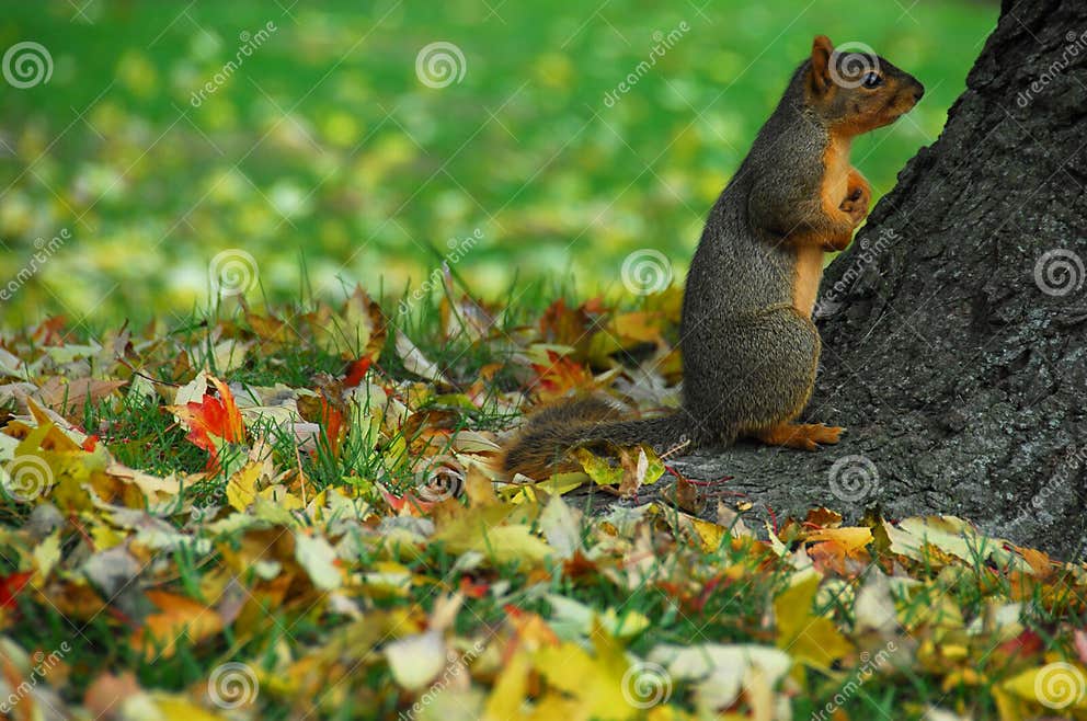 Squirrel 7 stock image. Image of indiana, rodents, wildlife - 1490755