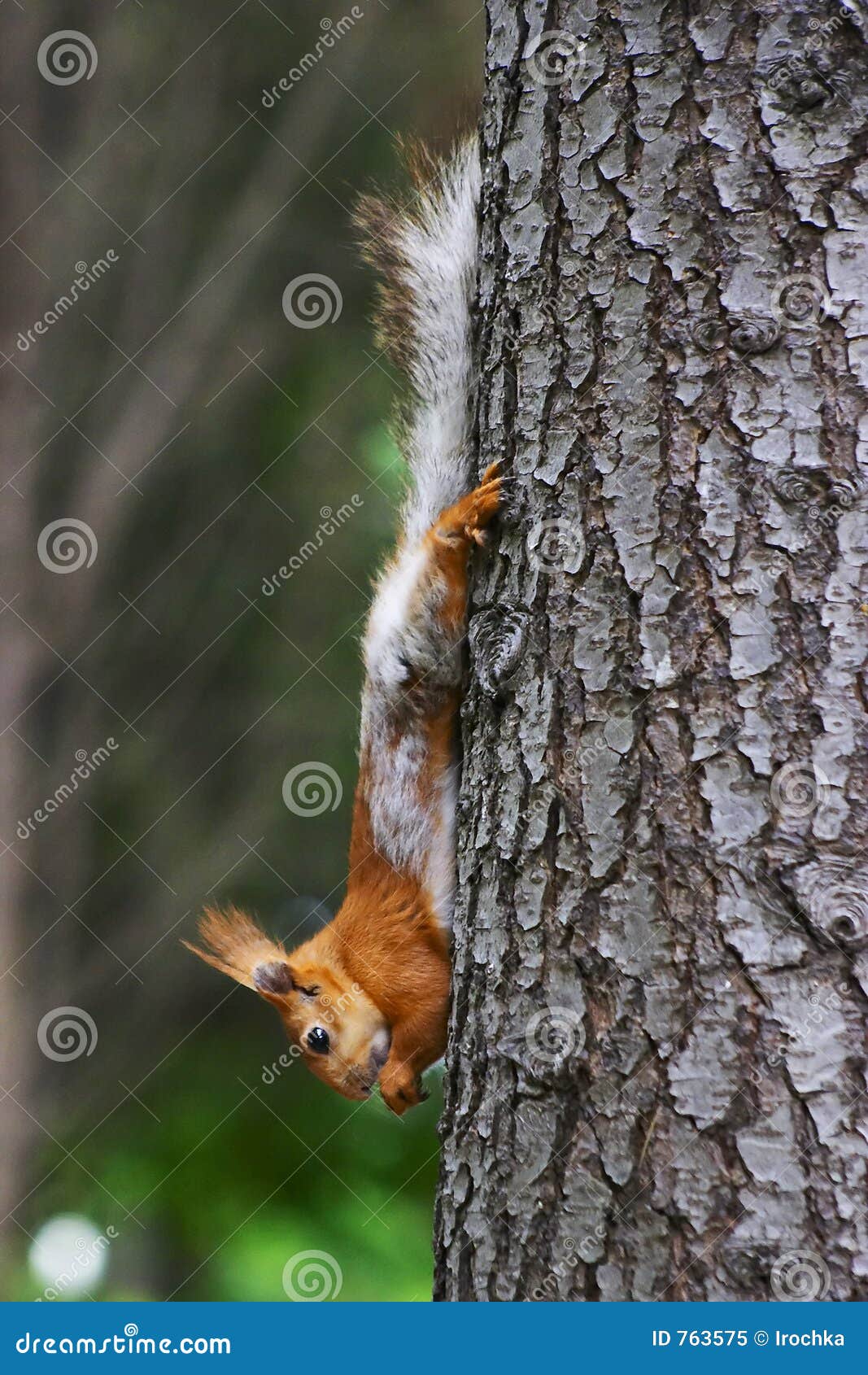 Squirrel stock image. Image of cute, aggressive, eyes, feeding - 763575