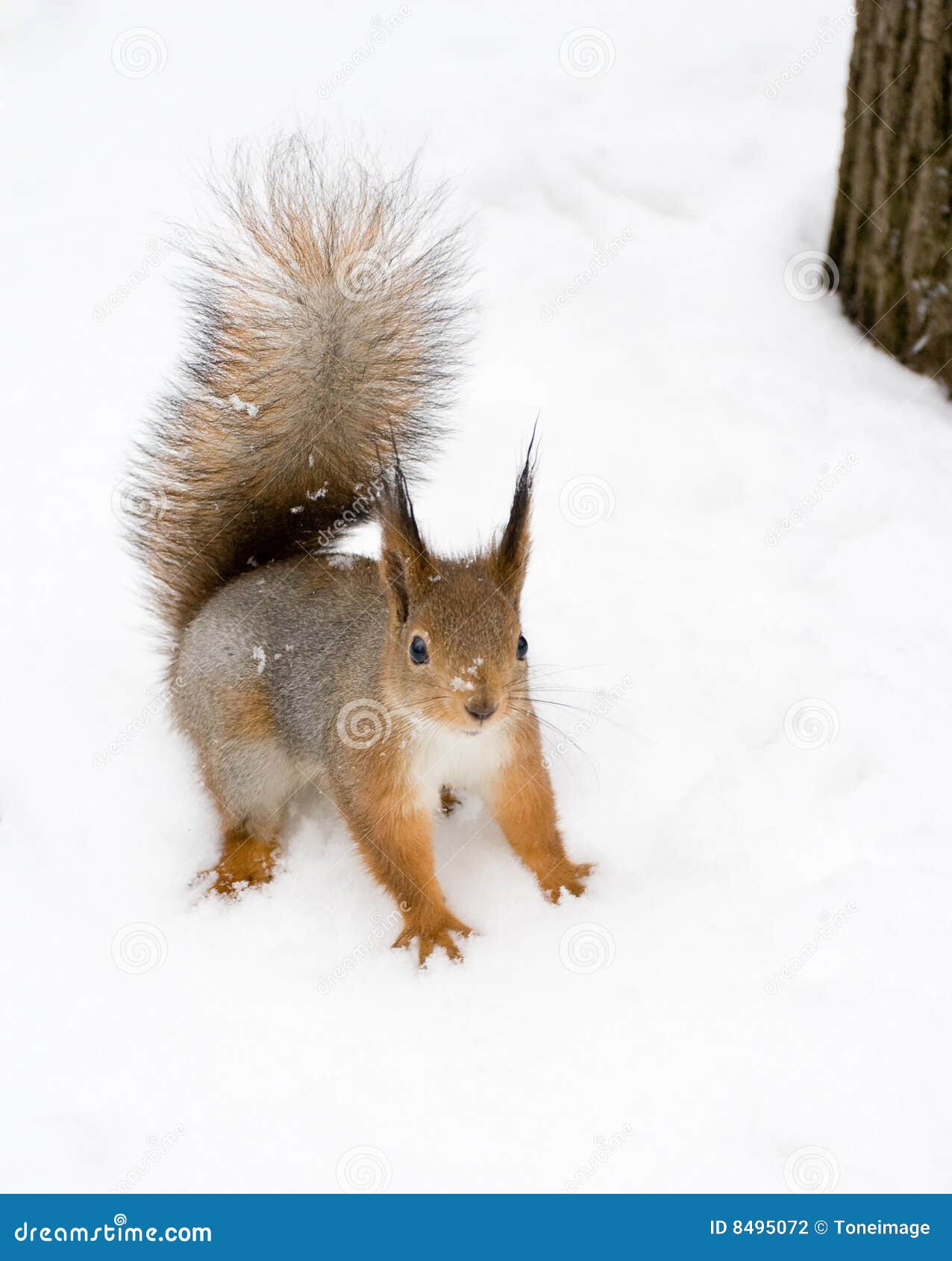 Squirrel stock photo. Image of soft, wildlife, frightened - 8495072