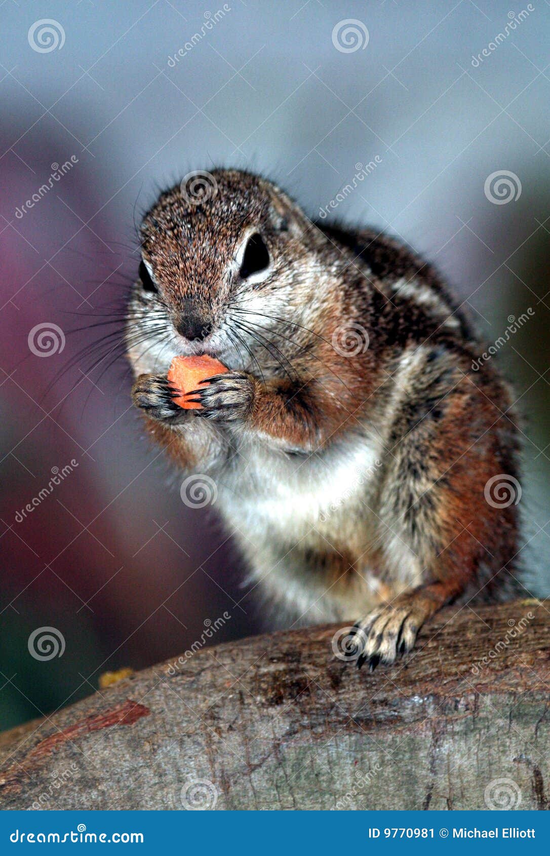 Squirrel stock image. Image of stand, squirrel, paws, curious - 9770981