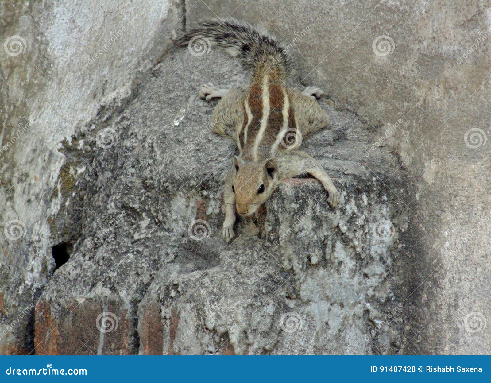 Squirrel Above Shot stock photo. Image of lying, squirrel - 91487428