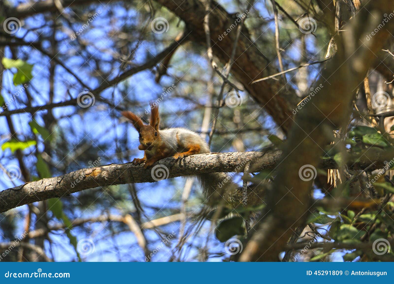 Squirrel with acorn stock image. Image of pine, fauna - 45291809