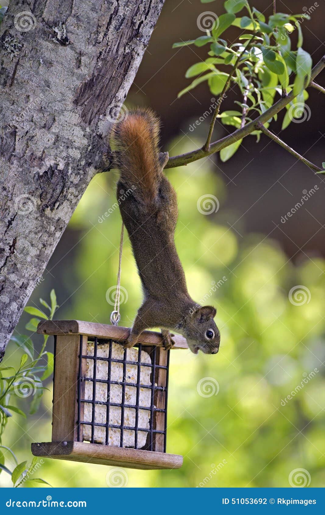 Squirrel acrobatic stock photo. Image of bushy, small - 51053692