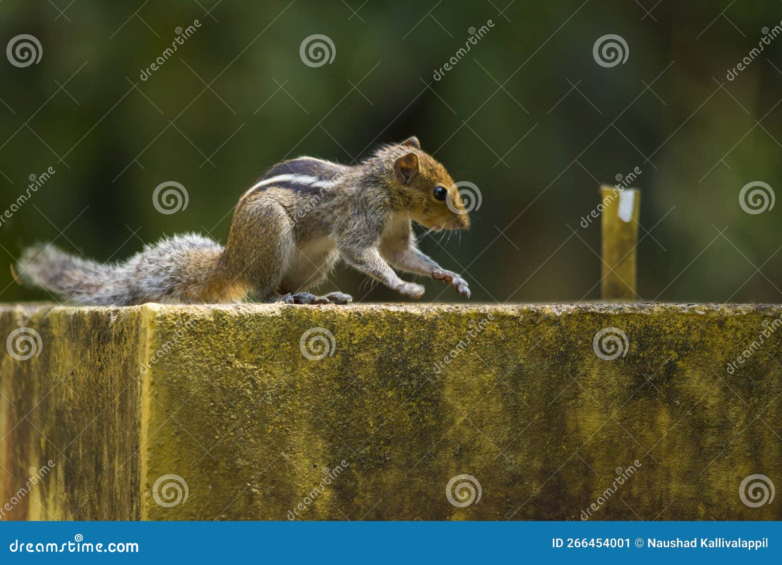 Squirrel on action stock image. Image of brown, cute - 266454001
