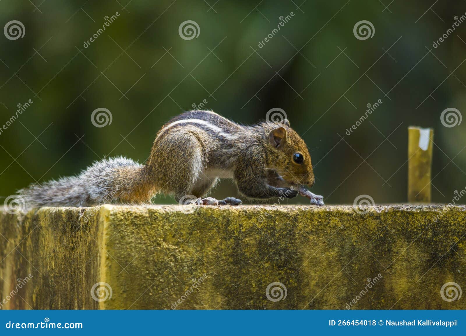 Squirrel on action stock photo. Image of happy, animal - 266454018