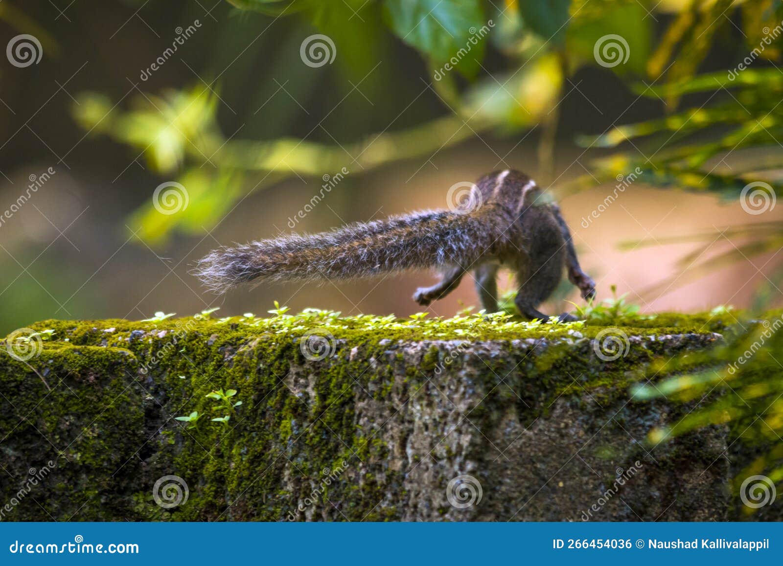Squirrel on action stock photo. Image of brown, cute - 266454036