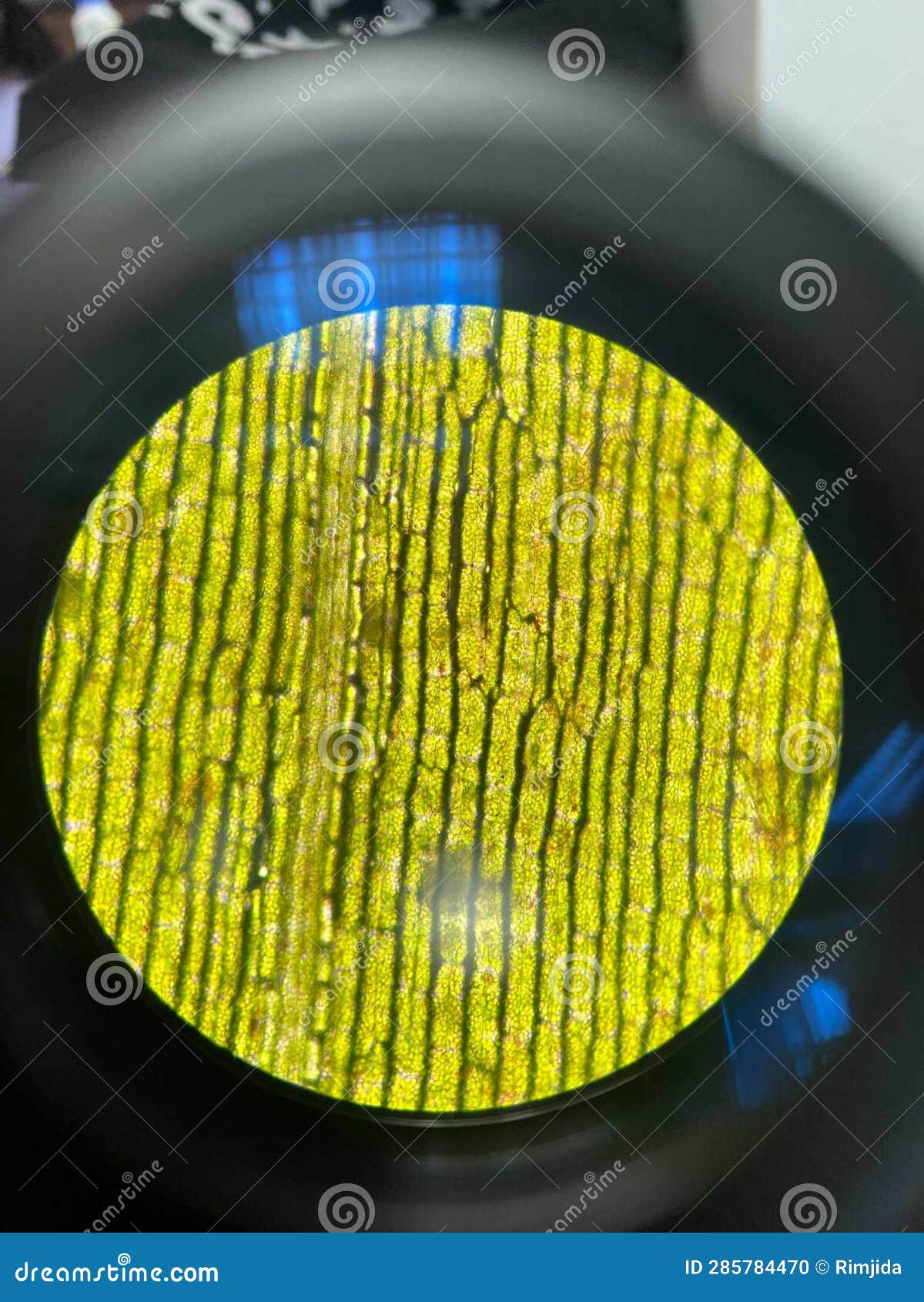 Squirrel Algae Cells. Love it Stock Photo - Image of love, squirrel ...