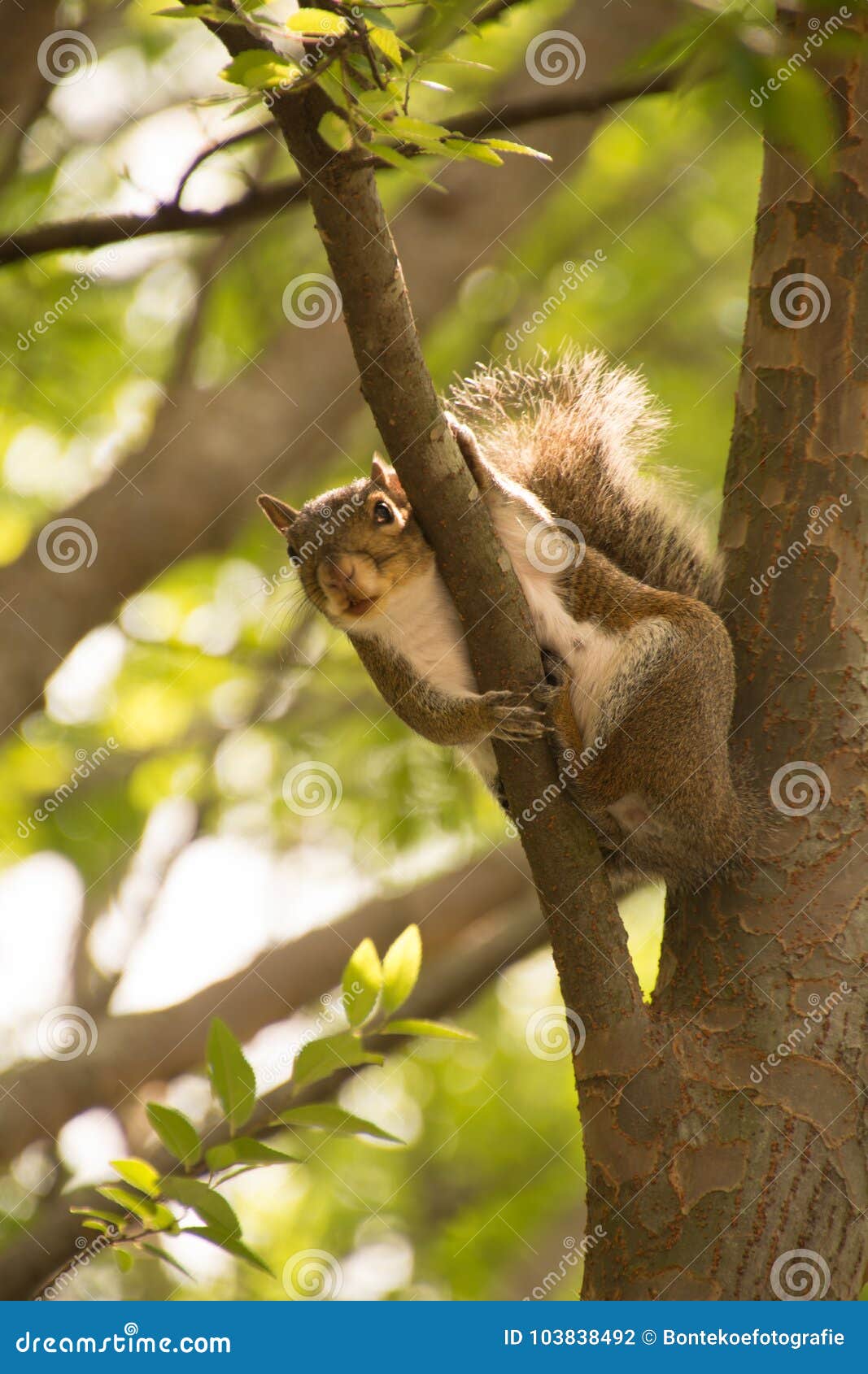 This Squirrel is All Curious but Hiding Stock Photo - Image of nature ...