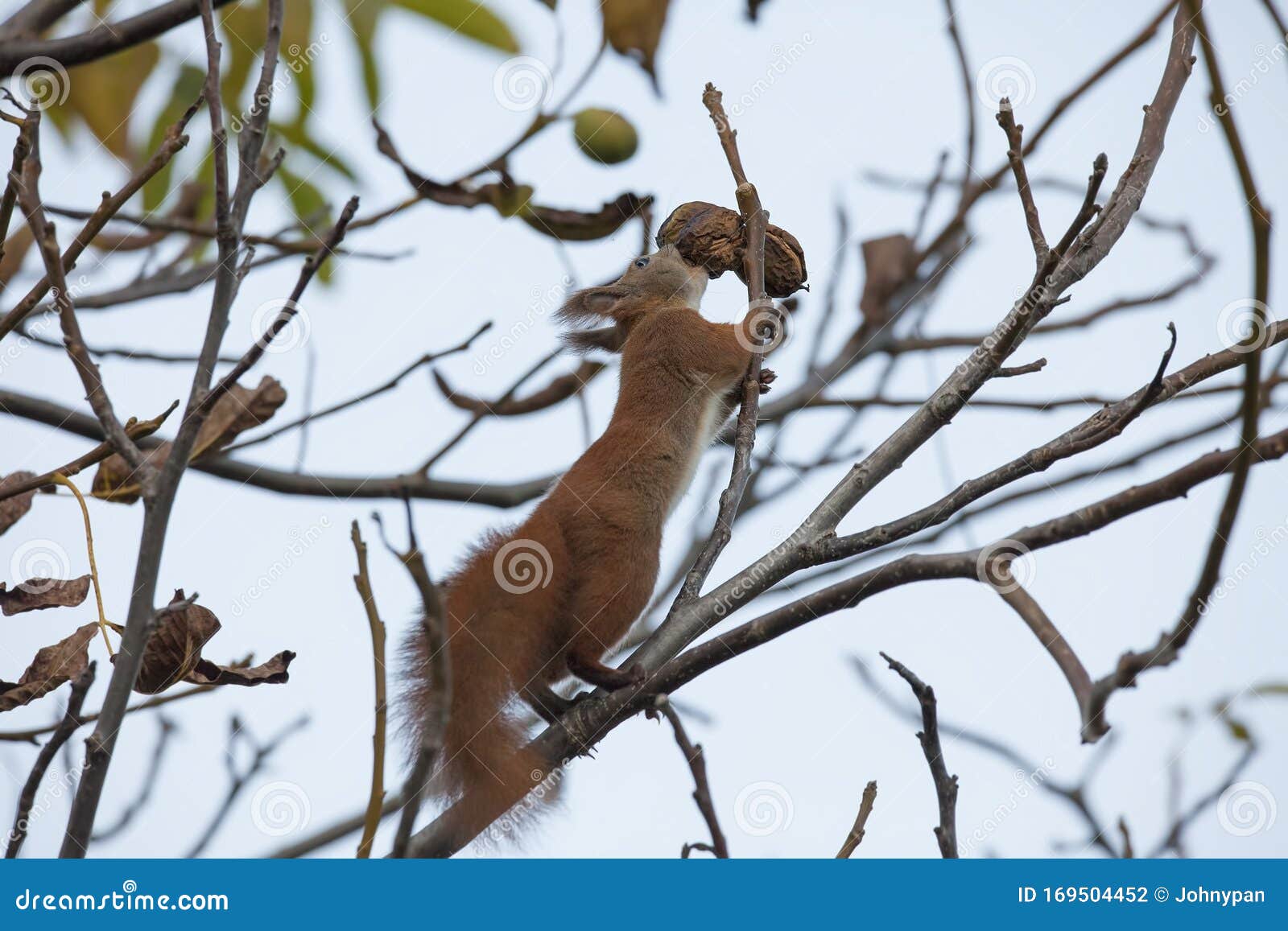 1,033 Squirrel Eating Walnut Photos - Free & Royalty-Free Stock Photos ...