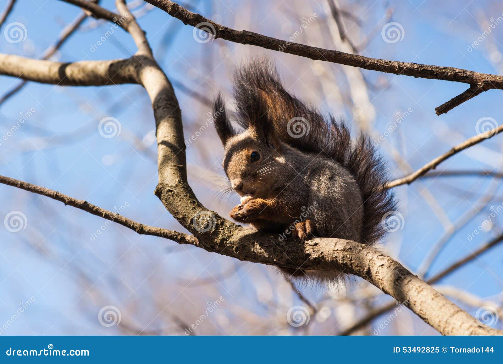 Squirrel Animal with a Hazelnut in Its Paws Sits on a Tree Branch ...