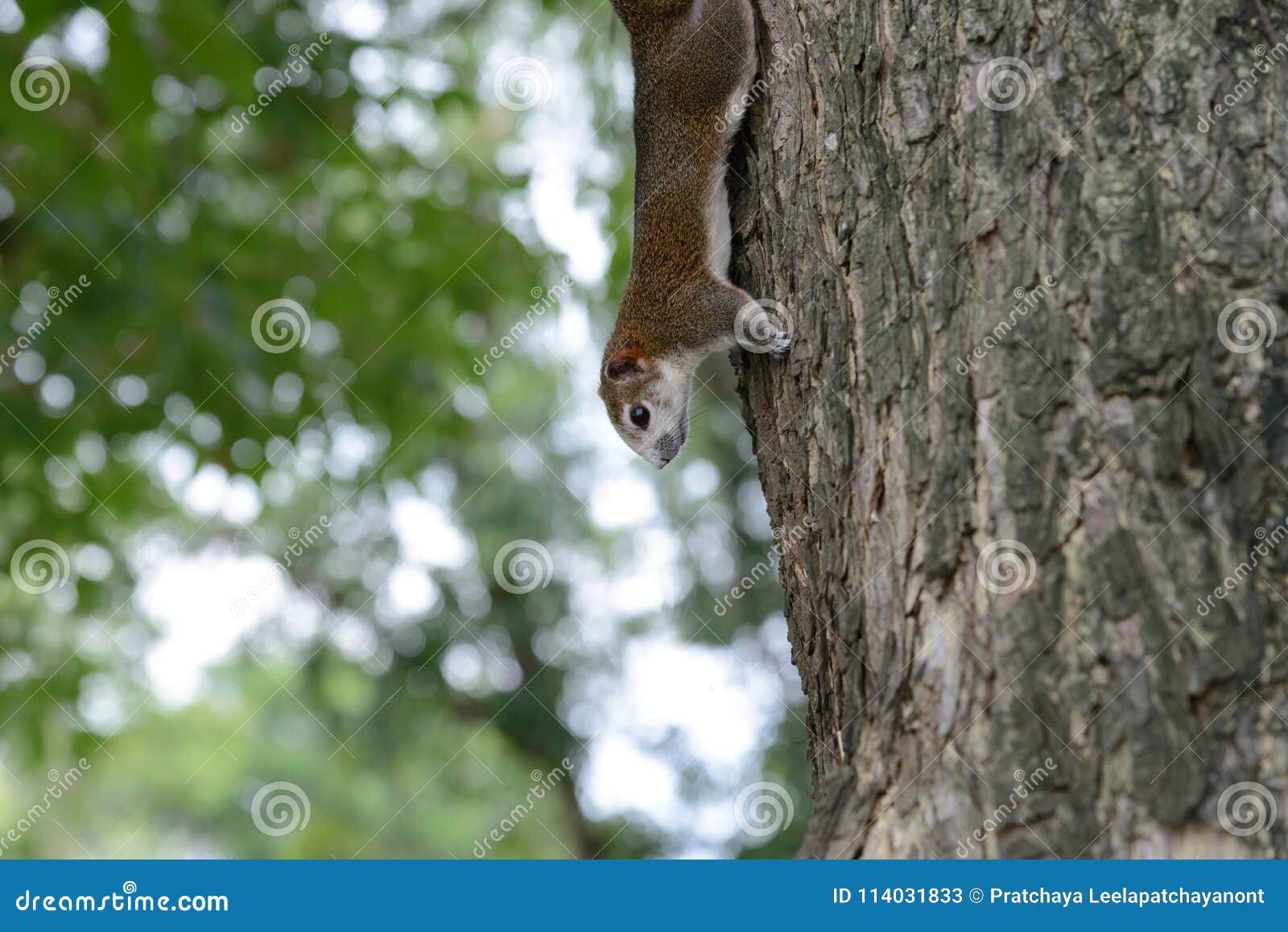 Squirrel Animal Playing on Tree Stock Image - Image of green, play ...