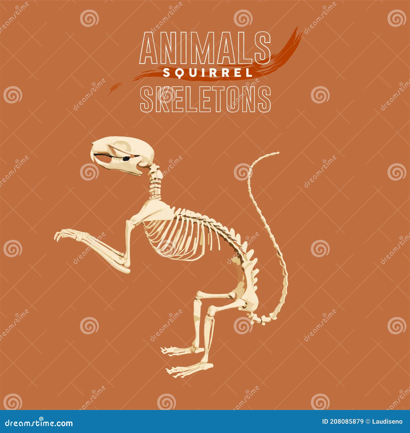 Squirrel Animals Skeletons Orange Stock Vector - Illustration of ...