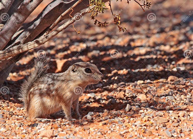 Squirrel stock image. Image of eyes, fuzzy, digger, paws - 51215863