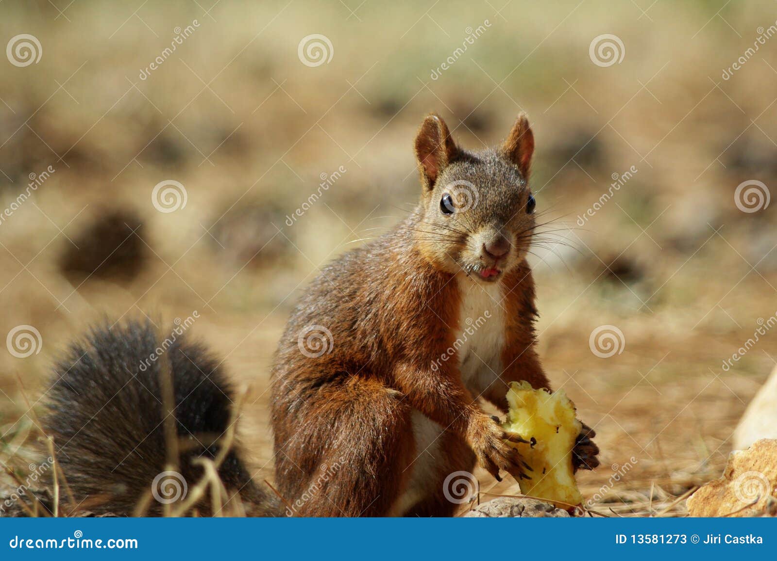 Squirrel and apple stock image. Image of life, needles - 13581273